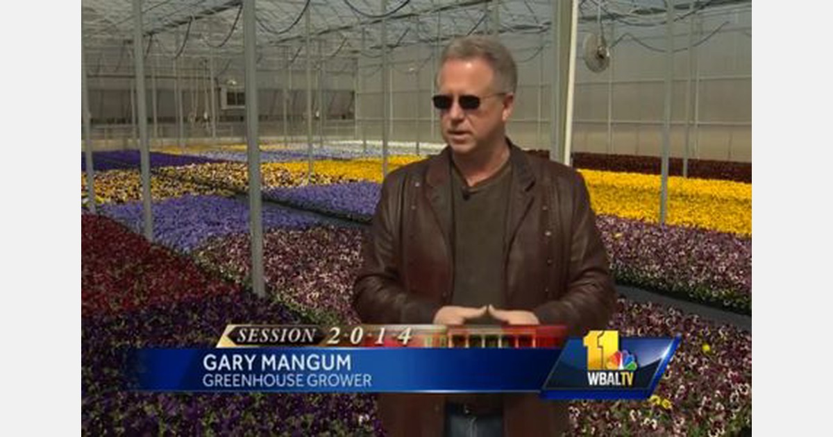 US (MD): Greenhouse explores medical marijuana growing