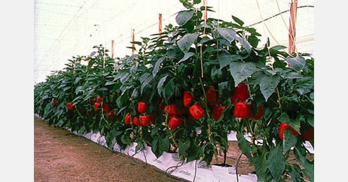 New Capsicum annuum pepper contains high concentrations of beneficial ...