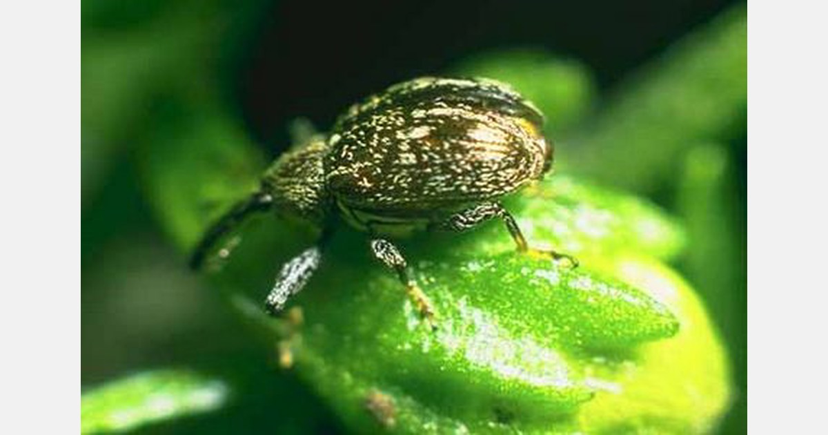US (NJ): Pepper weevil situation for 2014