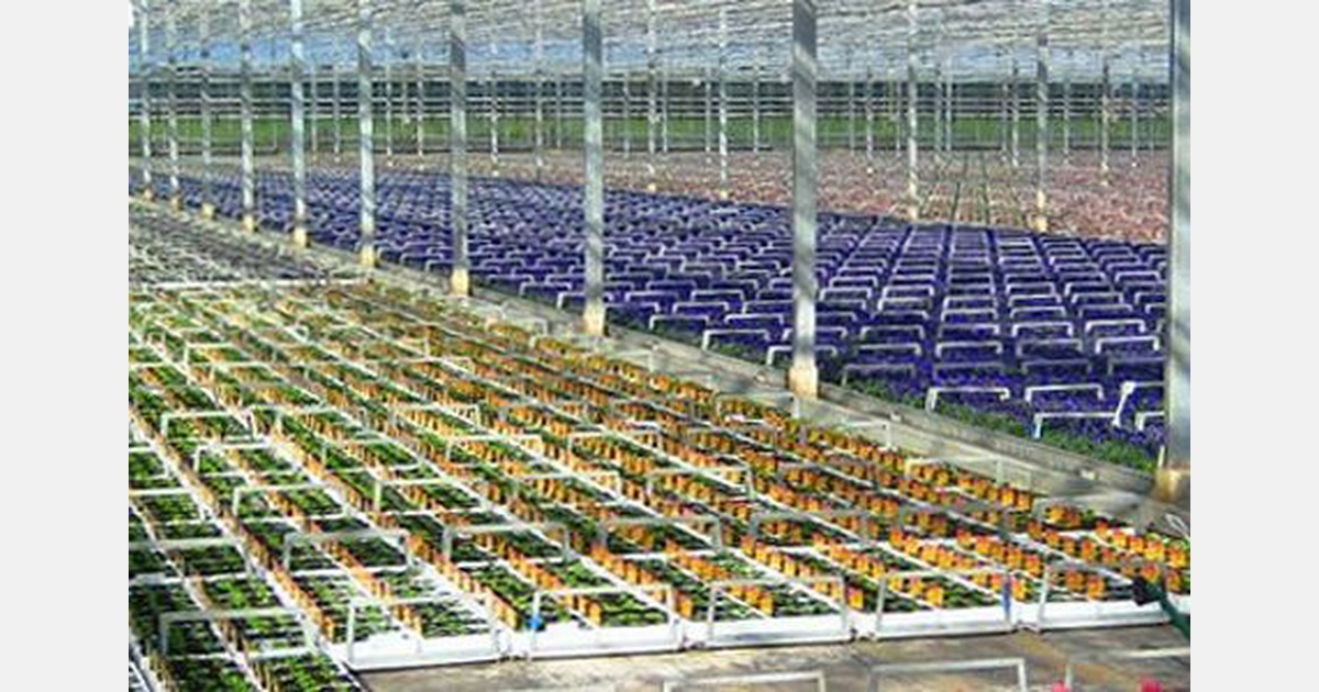 UK: BOPP launches new version of the Packhouse Standard