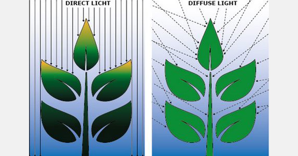 TOPPot plants benefit from diffuse glass