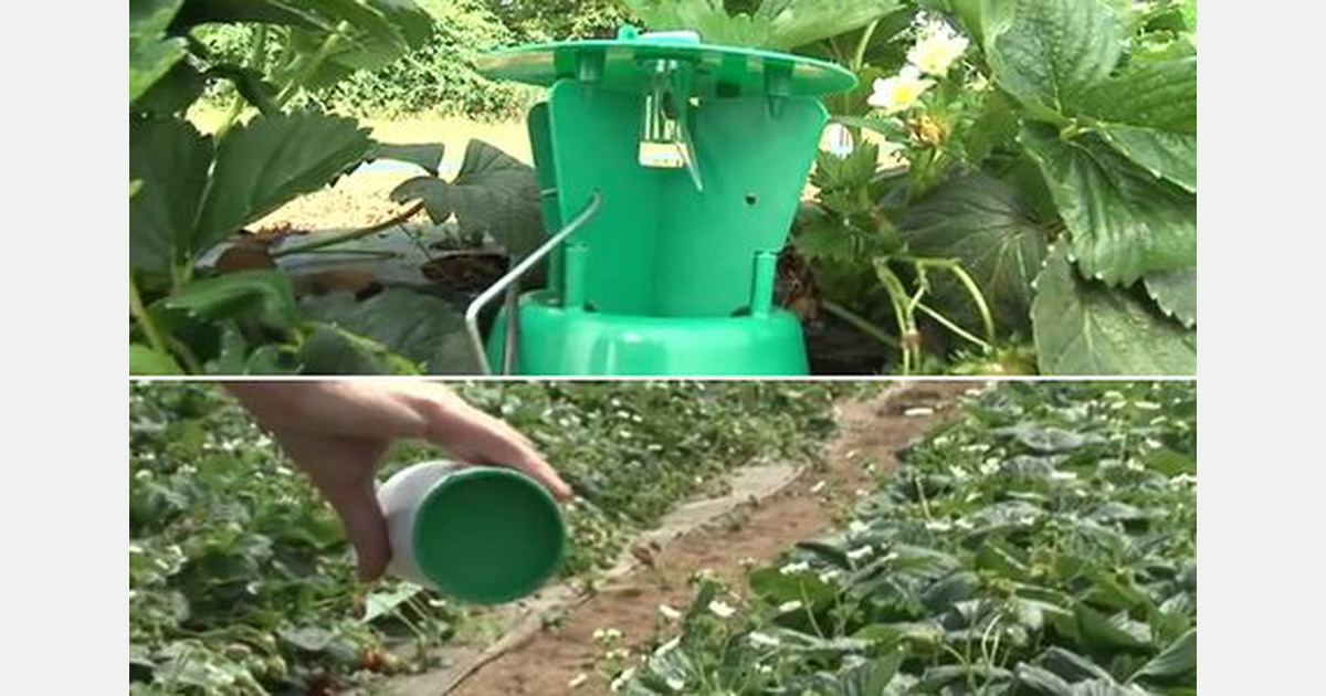 New training videos on biocontrol and monitoring traps for soft fruit