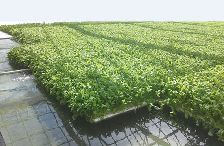Chinese and Japanese growers increasingly interested in floating raft ...