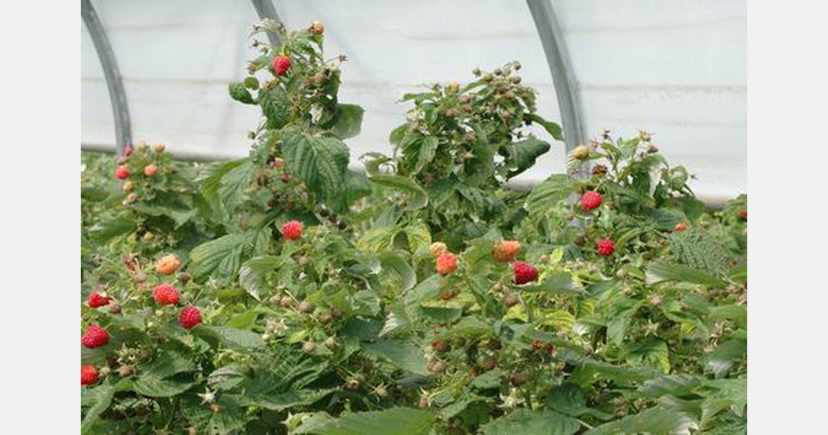Norway: Raspberry production moves to old greenhouses