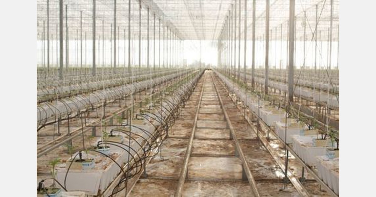 AU: HFF Conference plans field trip to Katunga Fresh tomato greenhouse