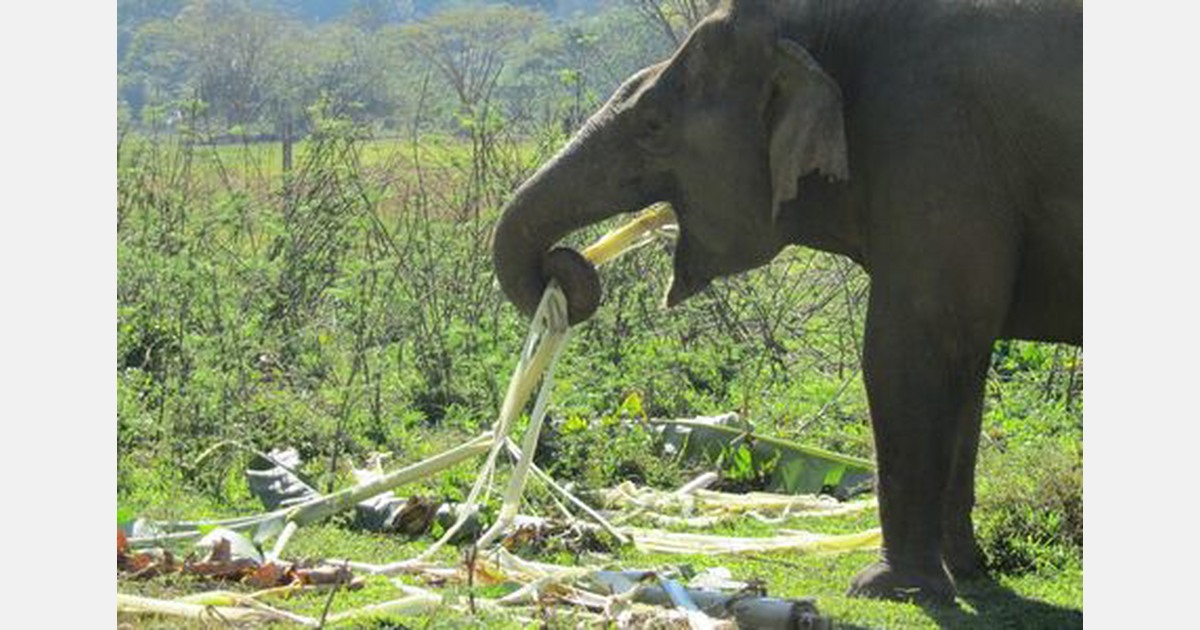 India: 5 elephants go on rampage damaging tomatoes, banana and mango trees