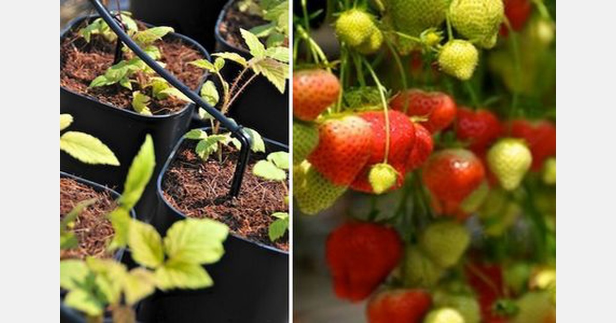 Legro presents its 4th generation coir substrate