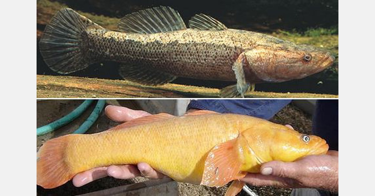 Australia: Sleepy Cod is “pure gold” for aquaponics growers