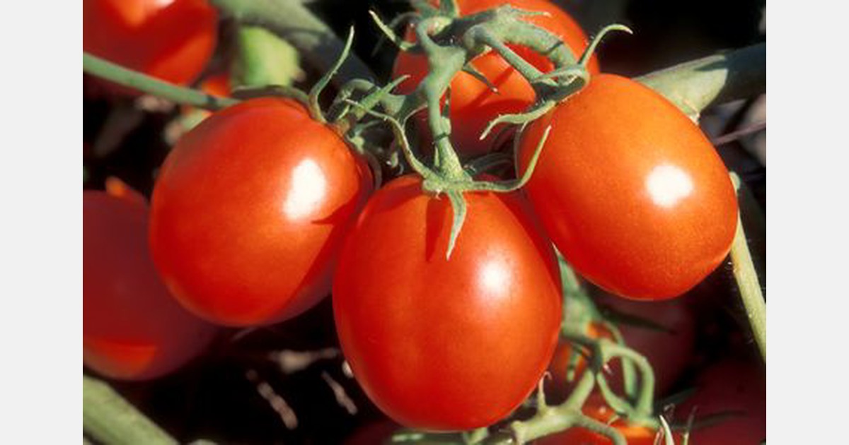 US: Ohio state's peak tomato season is on its way