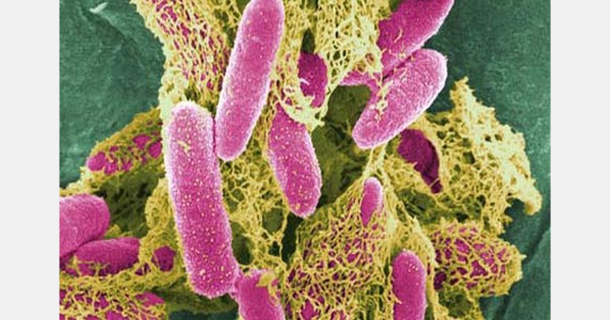 Prevent salmonella by properly handling food