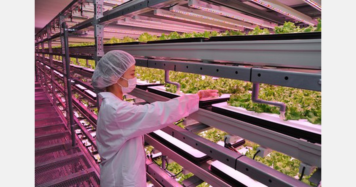 Philips commercializing city farming solutions based on LED ‘light ...