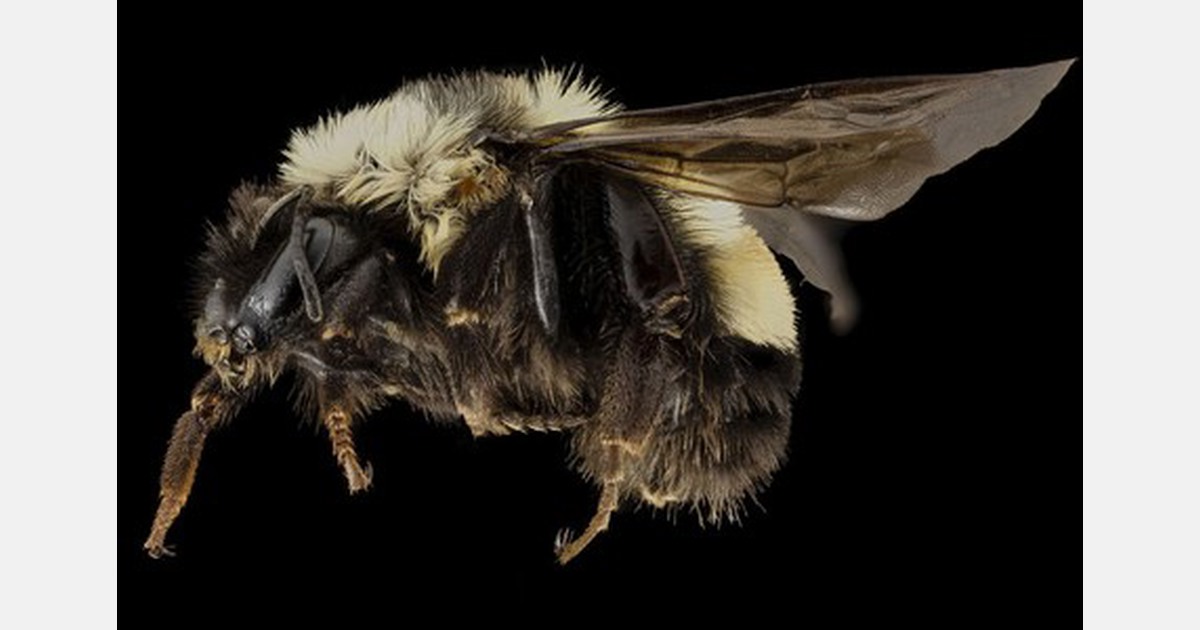 US: Research team led by UVa professor finds rare bee