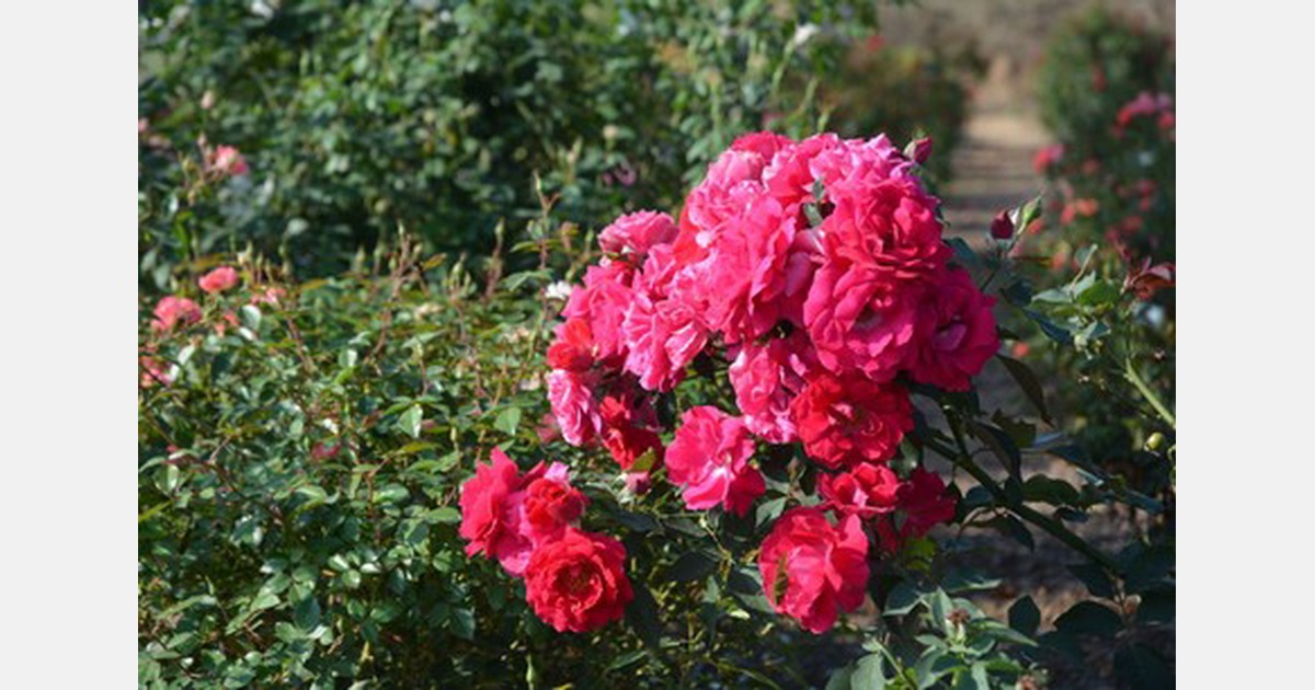 "US: "Texas roses must be 'on' year round to make the cut"