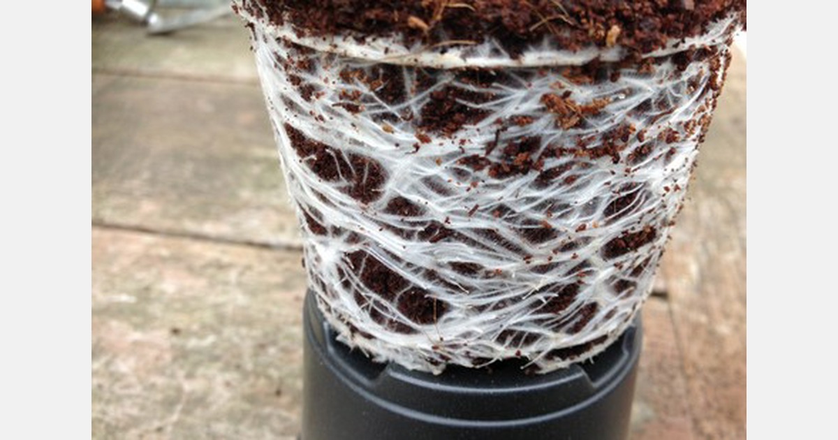 Logitec Plus BC introduces Coco Mill as alternative substrate for ...