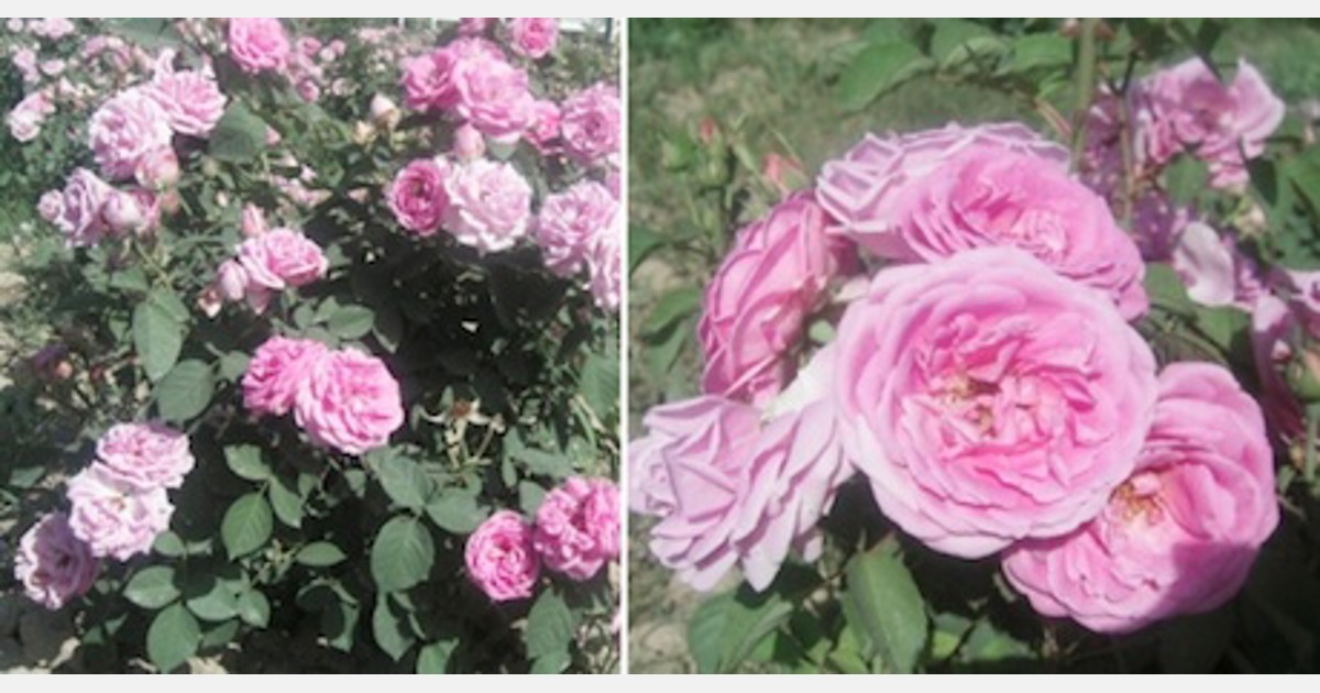 Supremacy of Pakistani roses