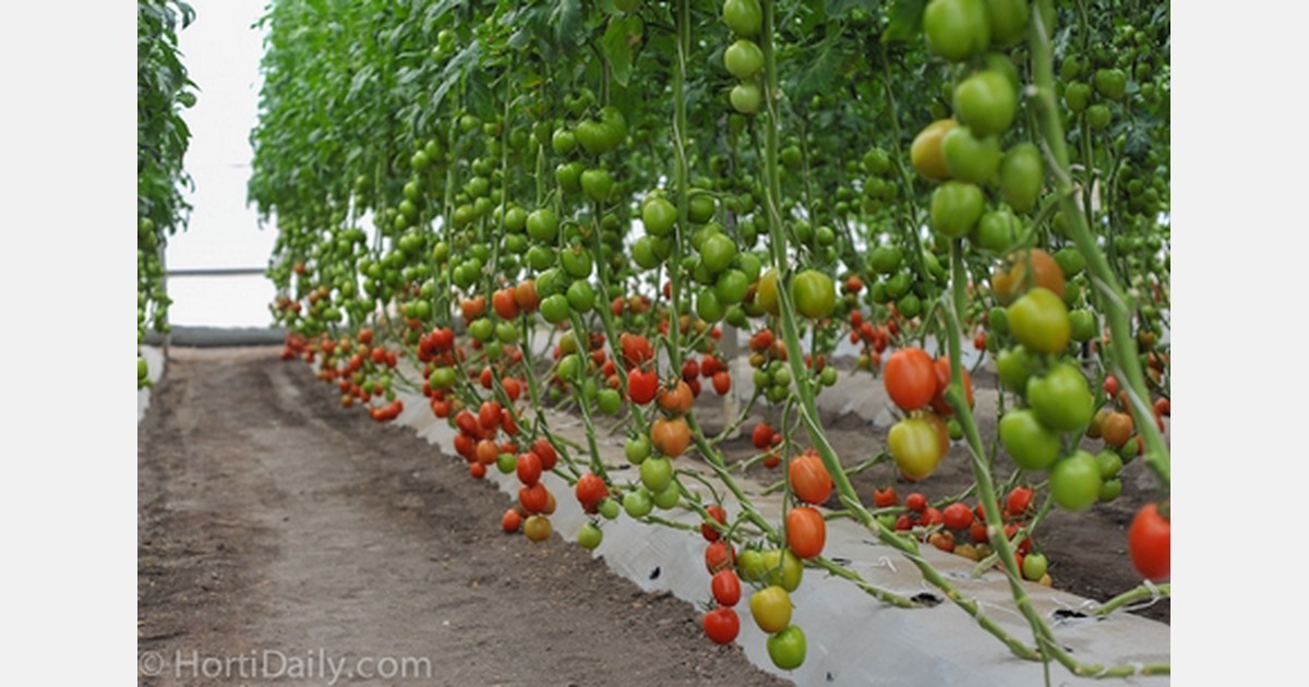 Florida tomato growers fear trade deal will move production to Mexico