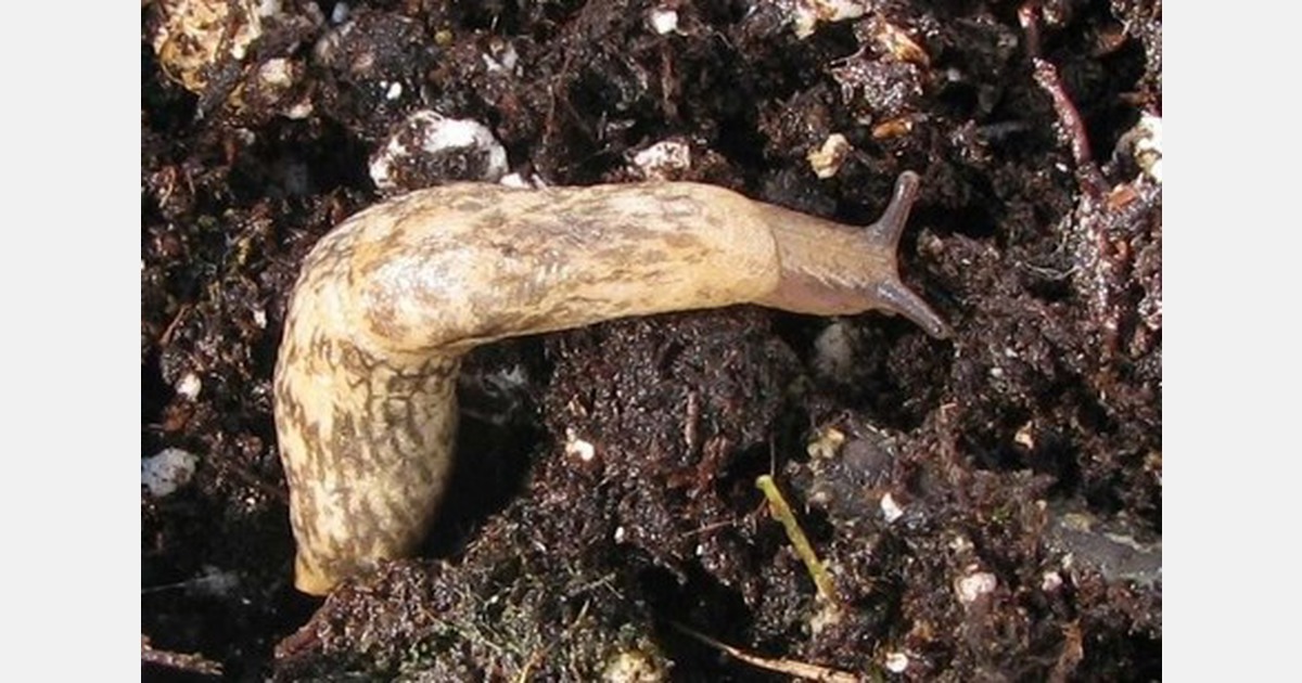 Insecticides foster 'toxic' slugs, reduce crop yields