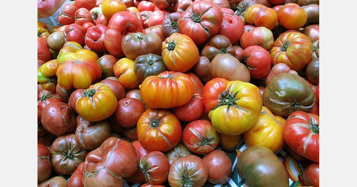 "Tomatoes are ripe for CRISPR gene editing"