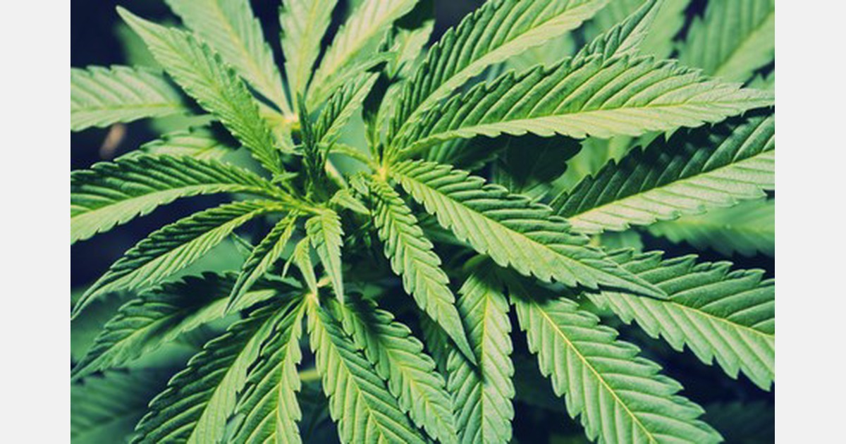 Canada: Zoning variances approved for medical pot grow ops