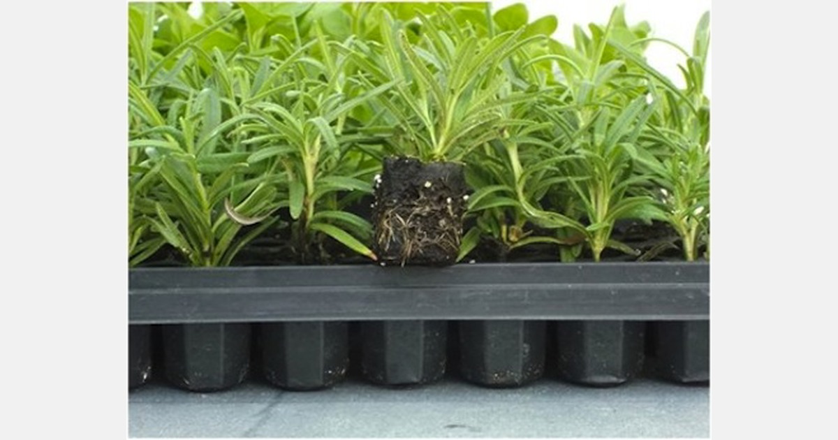 PRO-MIX FPX and PGX improved products for young plant propagation in ...