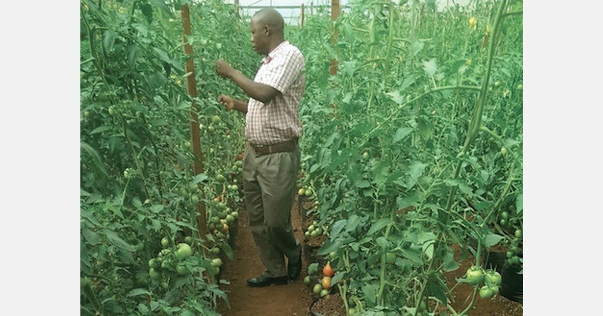Rwanda: Retiree reaps big from greenhouse farming