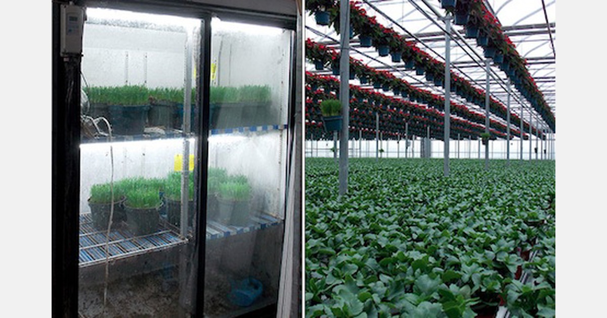 Common banker plants in insect biological control systems