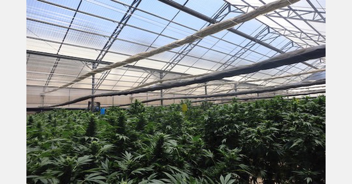 Medical marijuana industry soon to be licensed in Jamaica