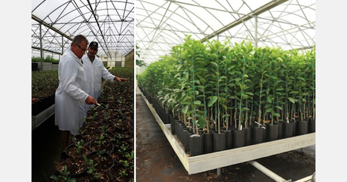 US (FL): Citrus liners and greenhouse efficiency