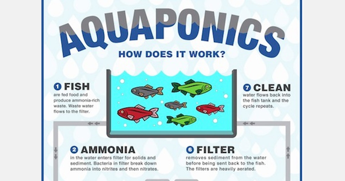 Aquaponics infographic: How does it work?