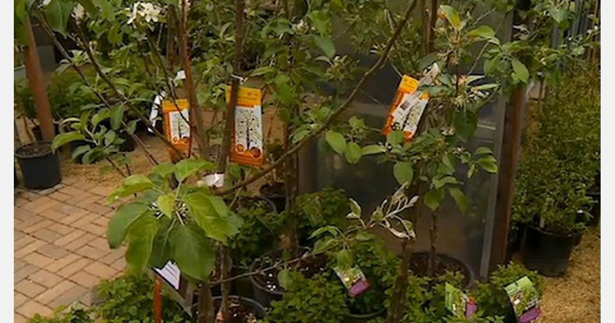 US: New twisted trees produce apples on their own