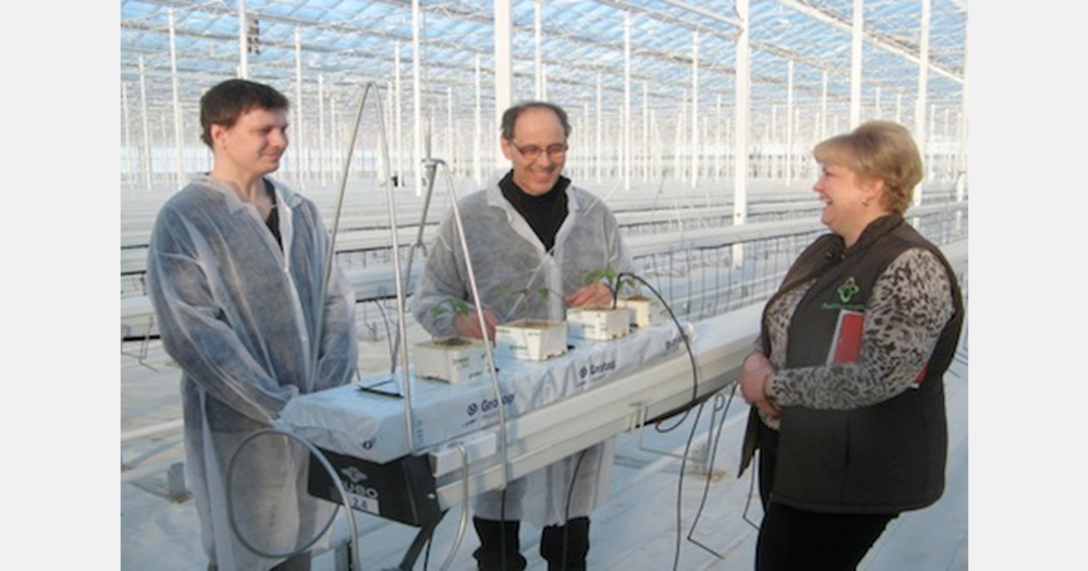 Russian midi cucumber grower achieves 73 kg/m2 with semi-closed greenhouse