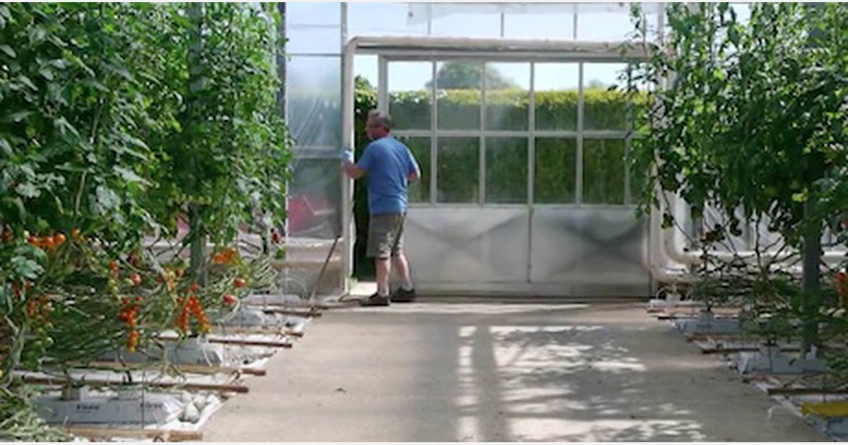 UK: Over 30 varieties of tomatoes grown at Nutbourne Nurseries