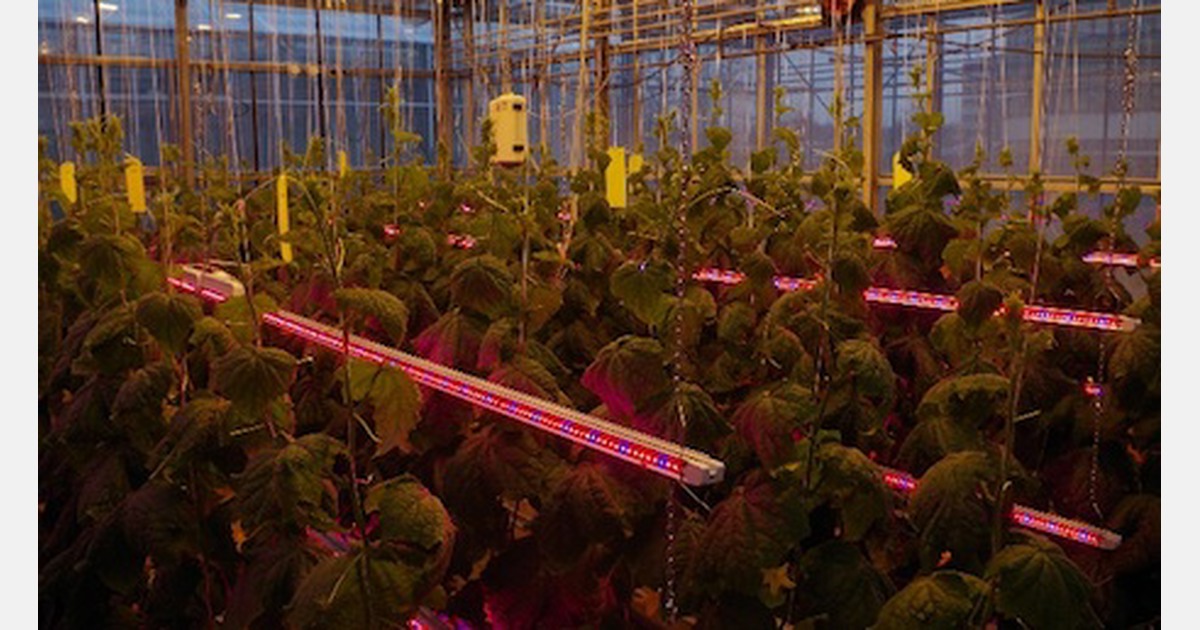 Cucumber trial proves 100% LED lighting is most cost-effective way to ...