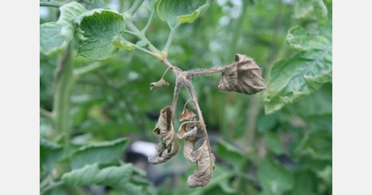 Greece: New botrytis fungicide gets approval