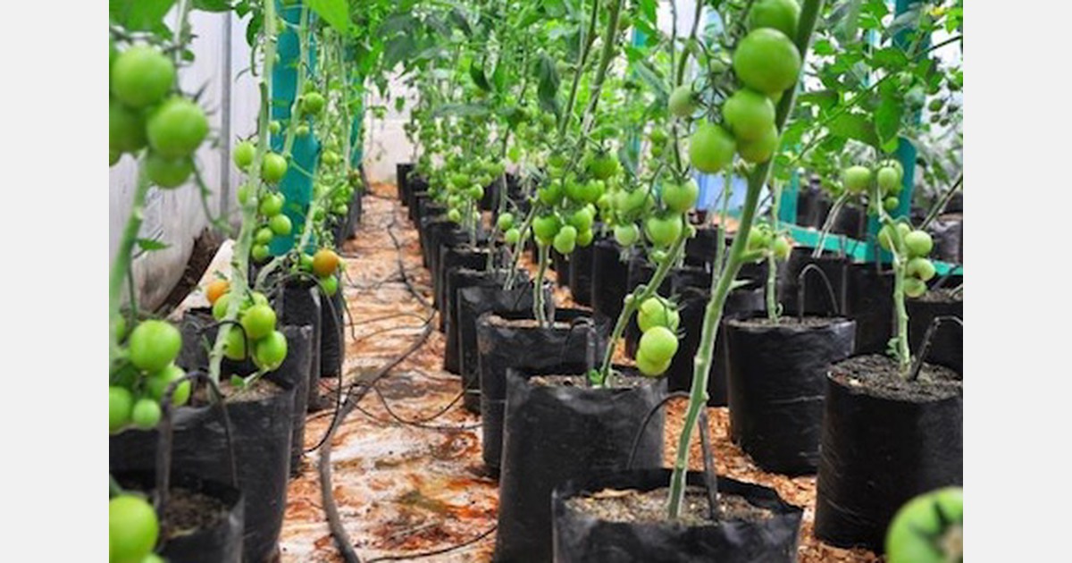 Uganda: Vegetables for the high-end market