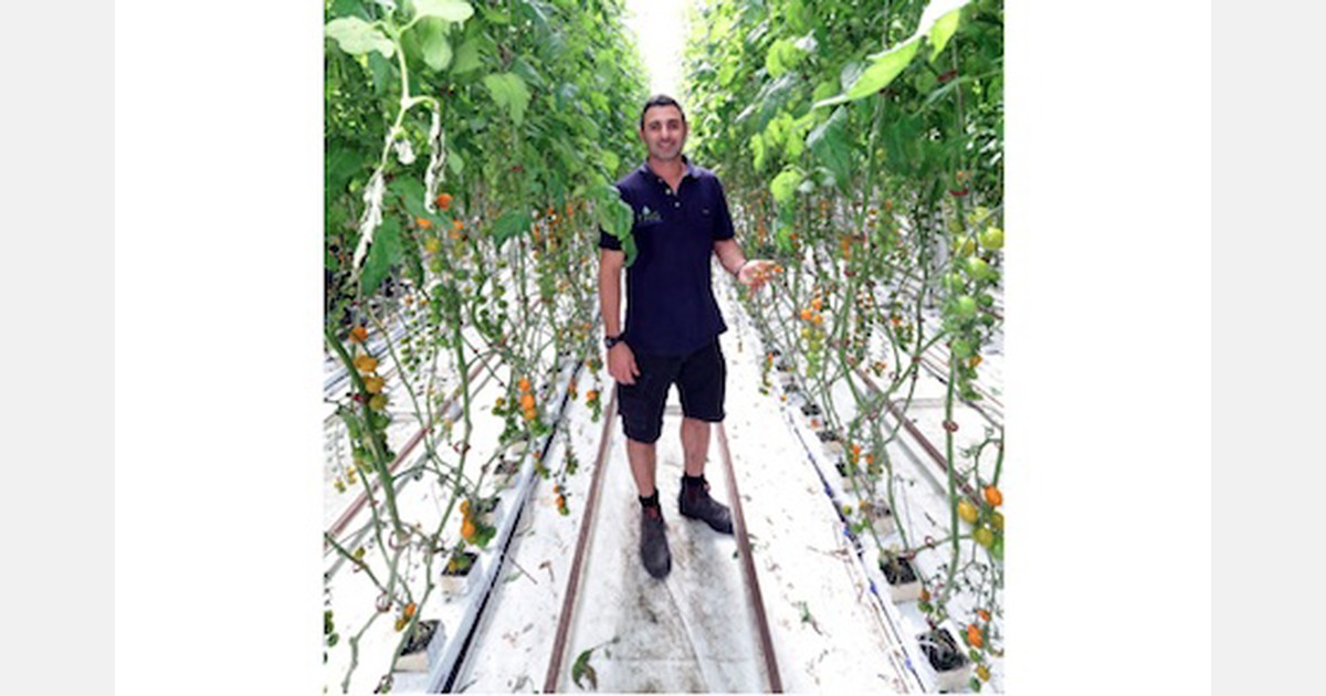 AU: Trandos Hydroponic Growers' 3 varieties snack tomatoes launched in ...
