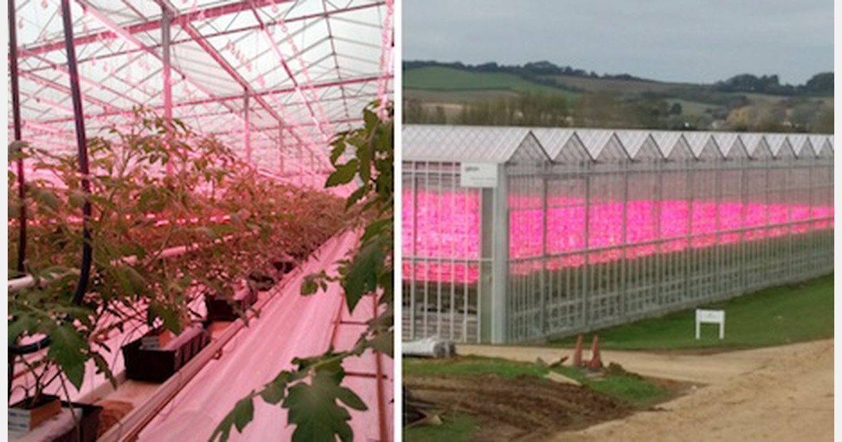 UK: APS Salads first UK grower with 100% LED lighting installation for ...