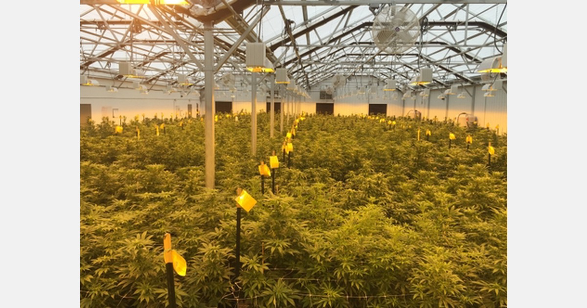 US (CO): Marijuana boom causes labour shortages, industry pushing for ...