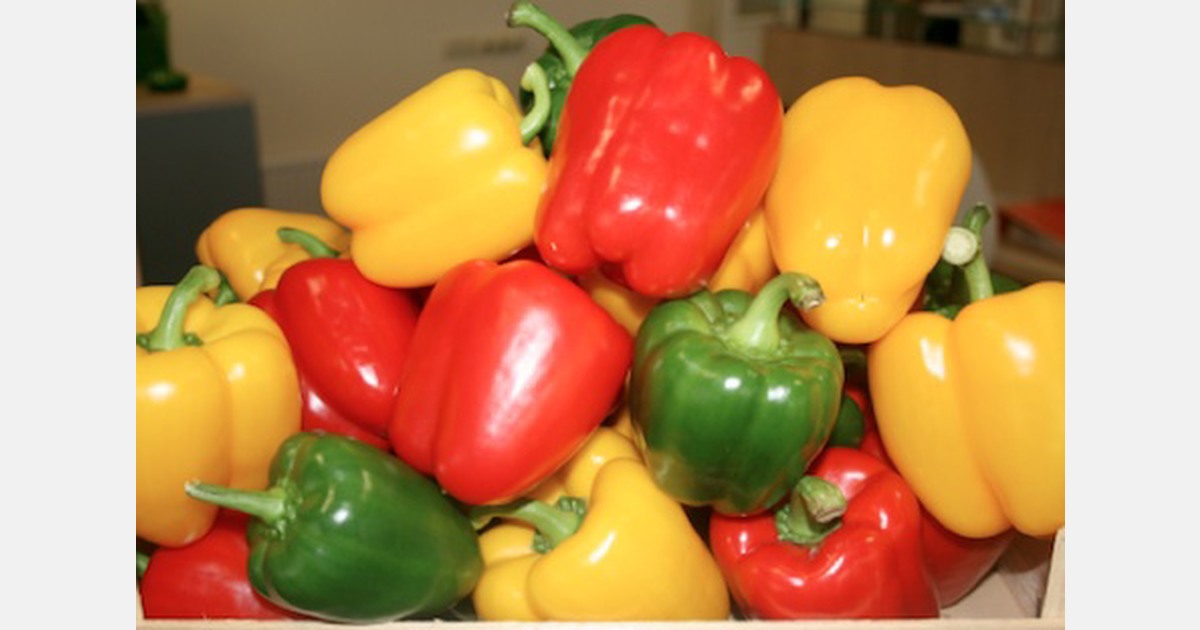 Taste model sweet pepper ready to use