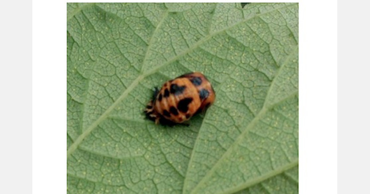 US (MI): New pest scouting bulletins available for free