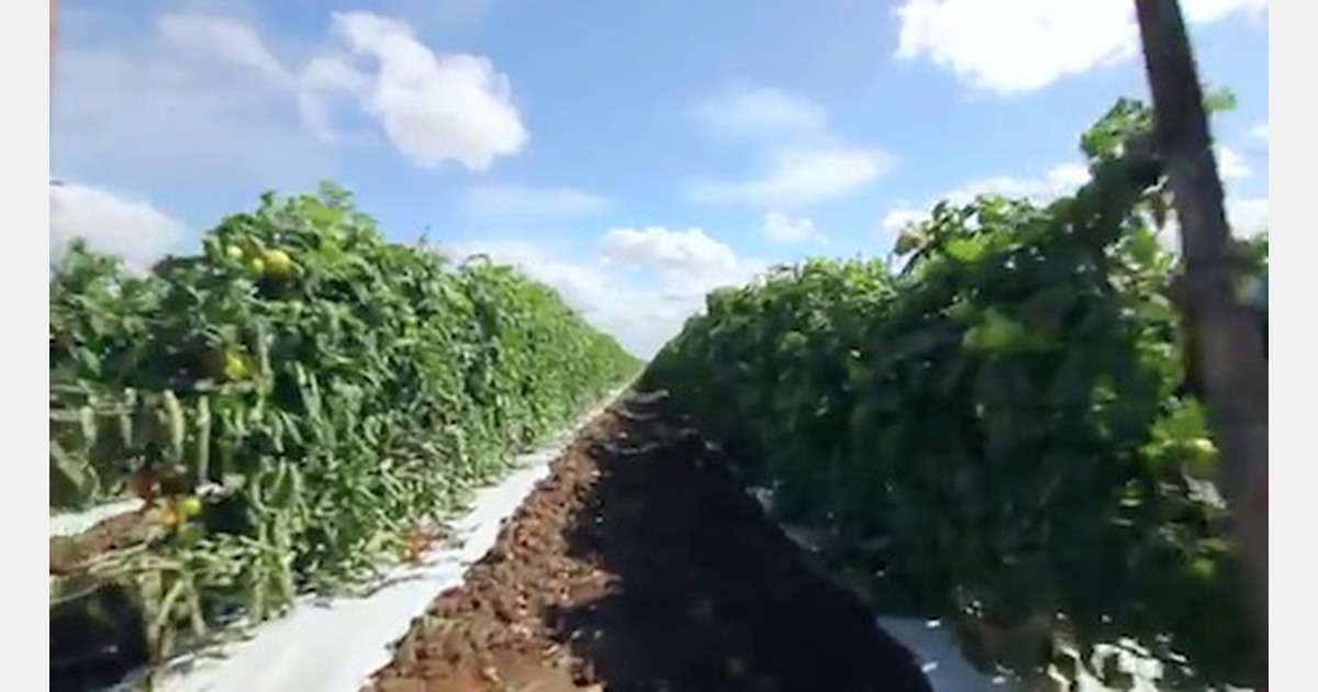 Australian growers take step forward with Seminis open-field tomato variety