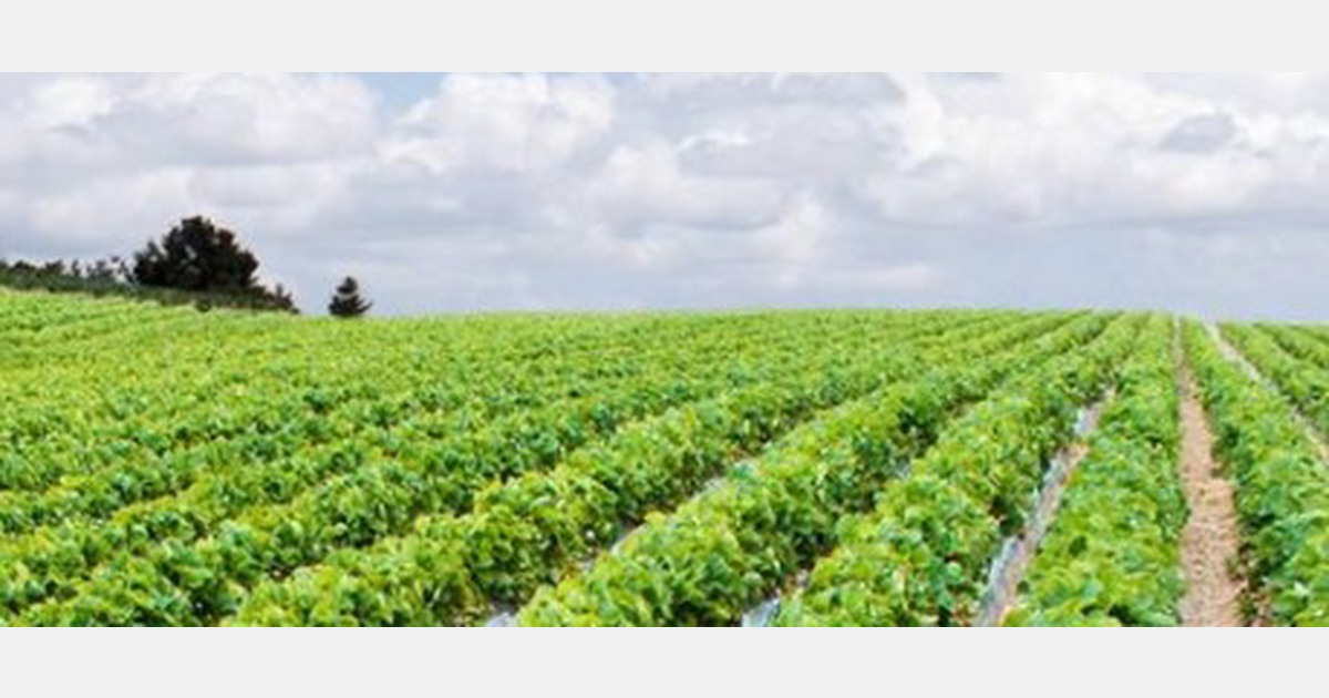 US: Marrone launches new Regalia biofungicide formulation