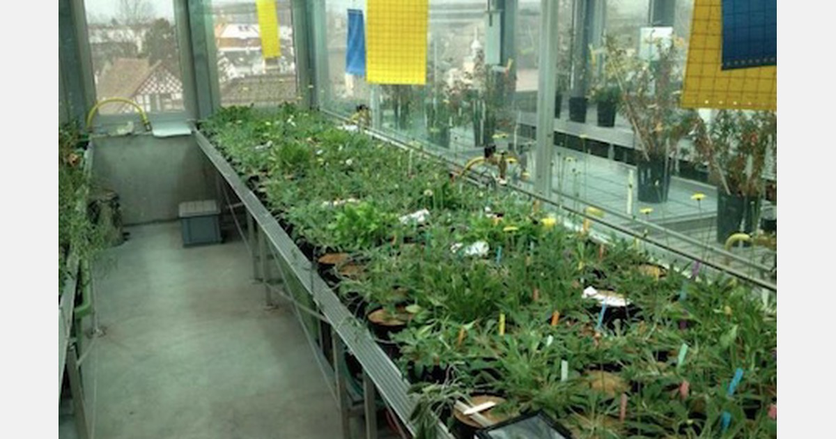 Improved harvest for small farms thanks to naturally cloned crops