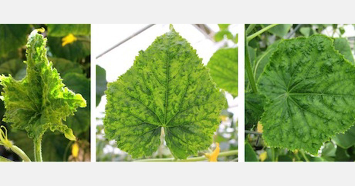 Canada: Managing cucumber green mottle mosaic virus in Alberta greenhouses