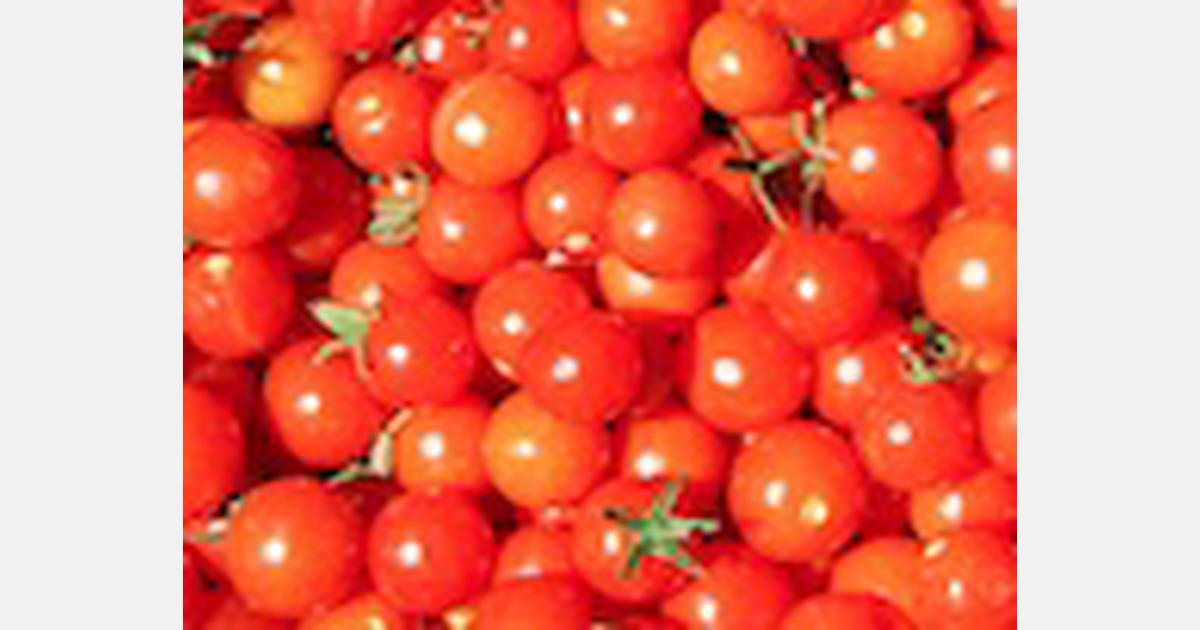 India: Surplus production hits tomato growers badly