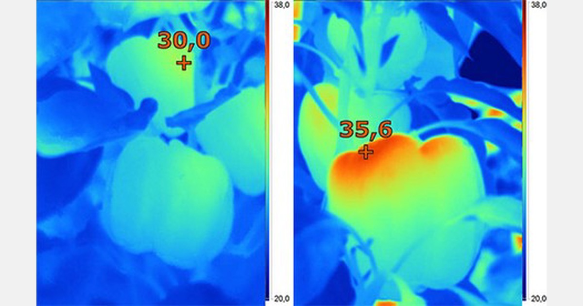 Sweet peppers benefit from diffuse light
