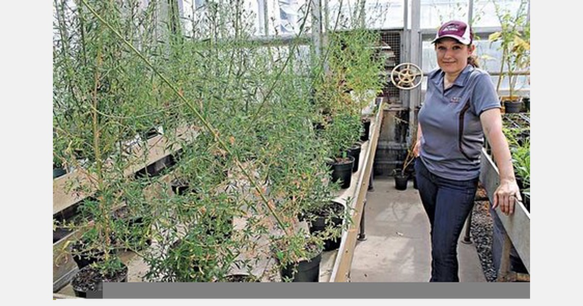 US (IL): Growing weeds to find out how to fight them