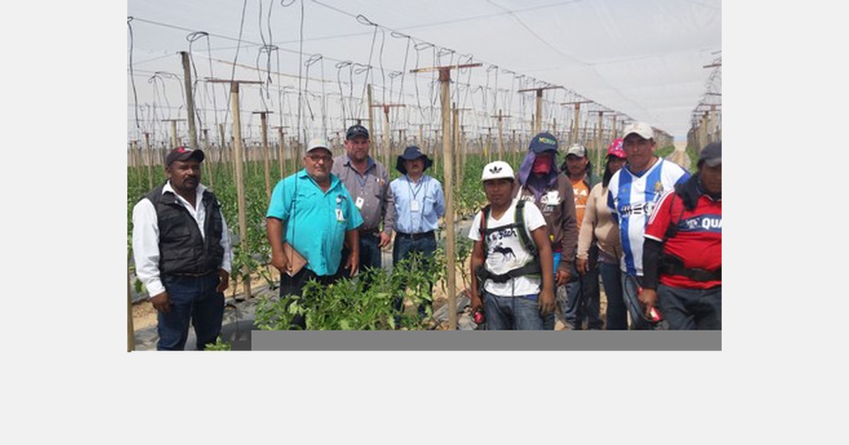 Mexican grower uses electronical system to speed up harvest