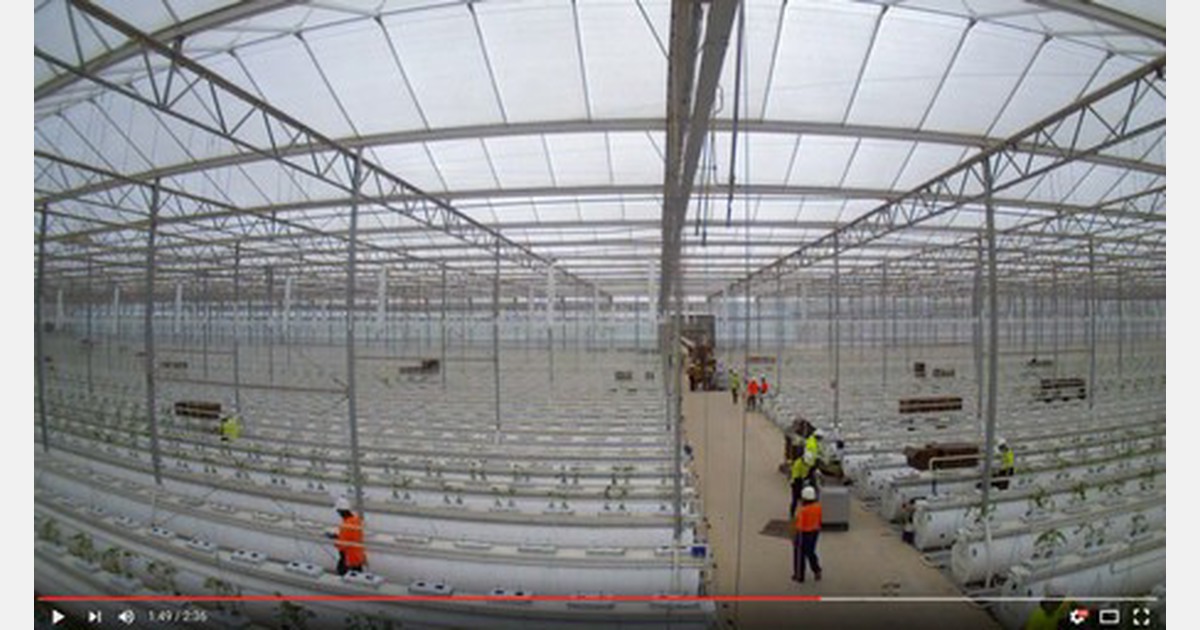 Australia: First tomato crops planted at Sundrop Farms