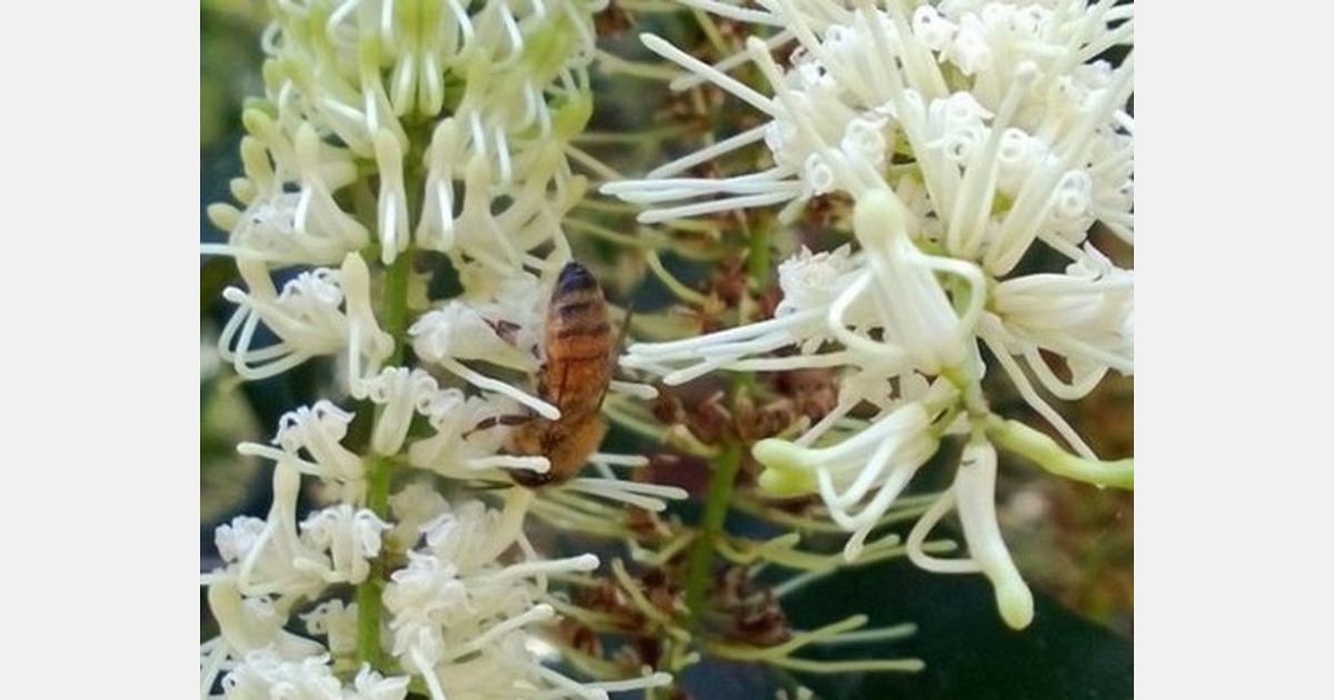 Australia: Millions to be invested in pollinaton research fund